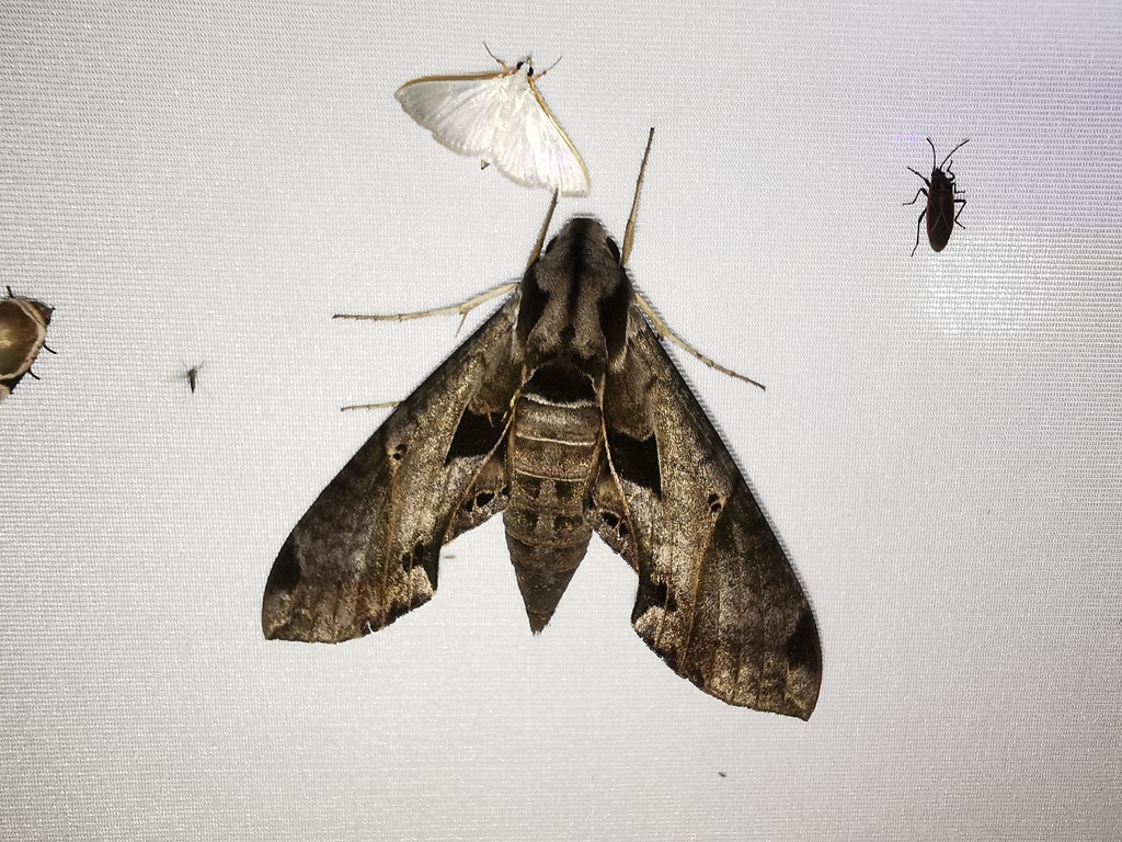 Satellite Sphinx from Cosalá, Sin., México on September 10, 2023 at 08: ...