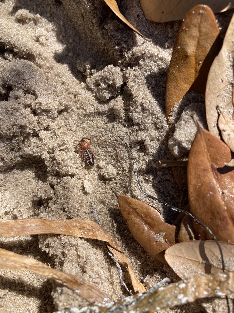 Ammotrechella stimpsoni in October 2023 by Kevin C · iNaturalist