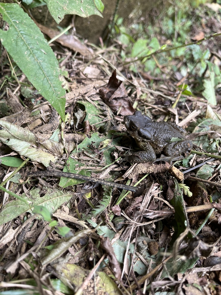 Taiwan Common Toad from 臺灣島, 竹山鎮, NAN, TW on October 18, 2023 at 09:09 ...