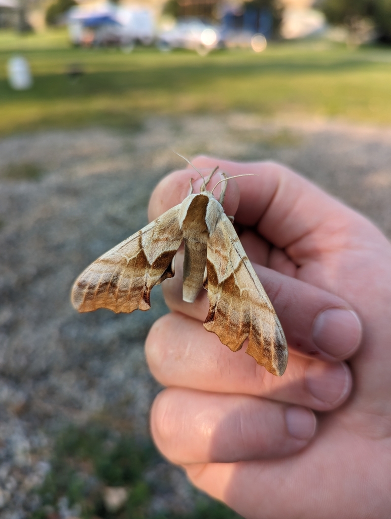 Western Eyed Sphinx from Rock Creek, BC V0H 1Y0, Canada on August 8 ...