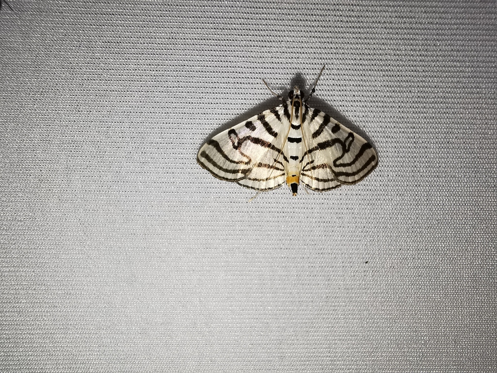 Zebra Conchylodes Moth from Cosalá, Sin., México on September 10, 2023 ...