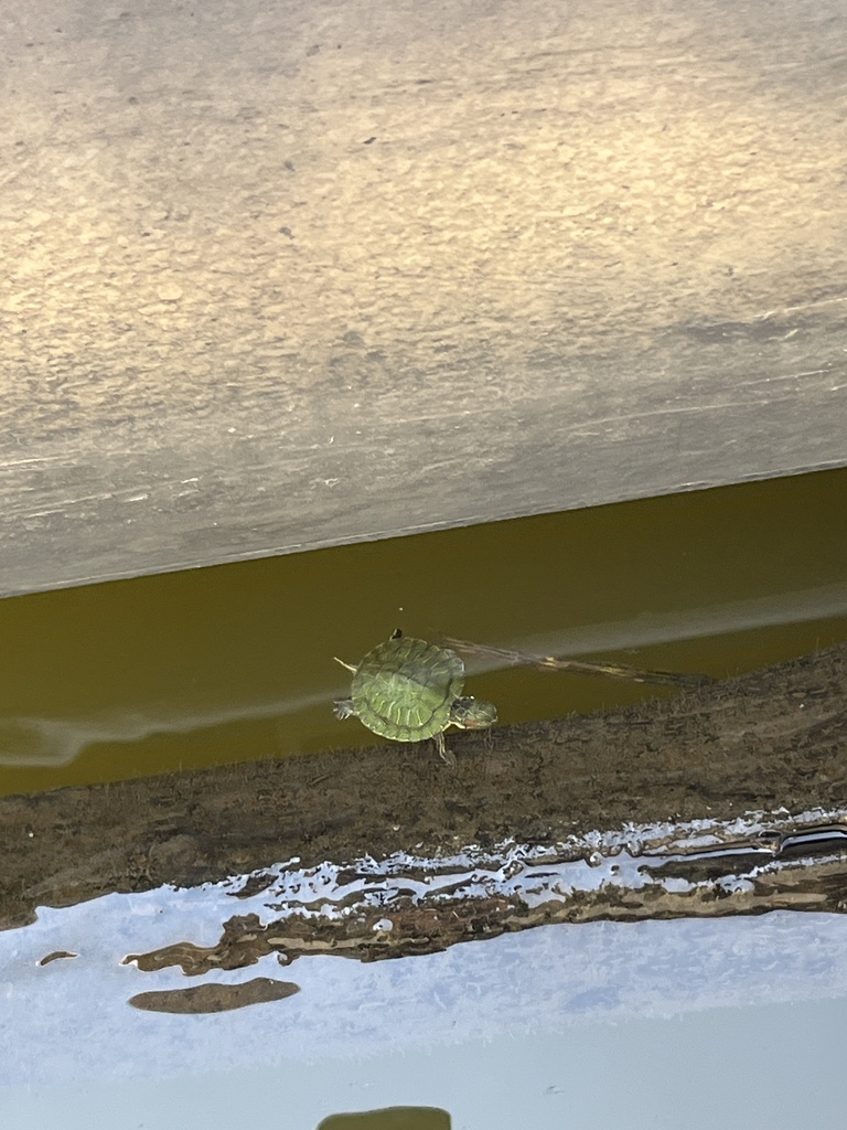 Red-eared Slider from Yards Park, Washington, DC, US on May 31, 2023 at ...
