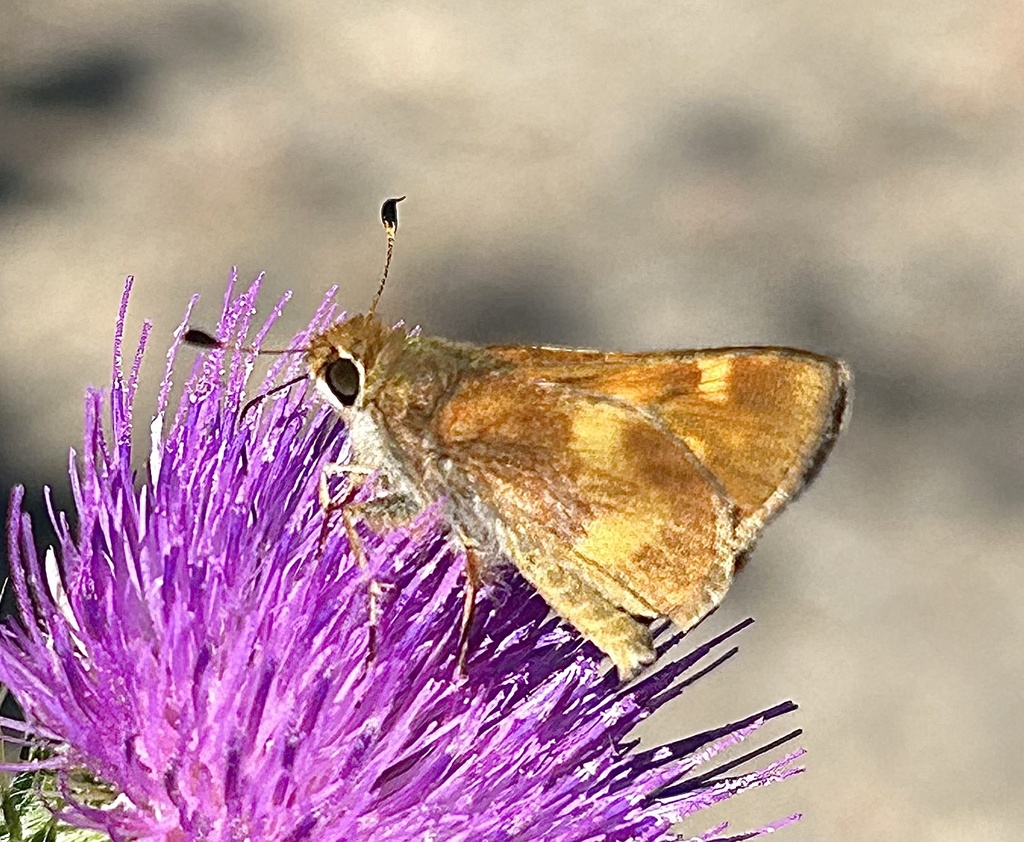 Umber Skipper from Hawk Hill, Sausalito, CA, US on October 17, 2023 at ...