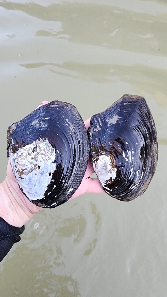 White Heelsplitter in October 2023 by Quentin Fairchild · iNaturalist