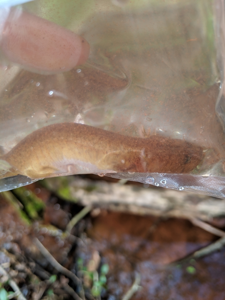 Spring Salamander from Lizard Loop, Birmingham, AL 35206, USA on March ...