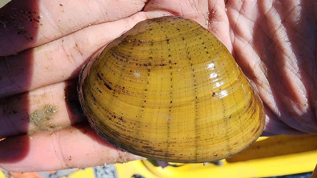Butterfly Mussel in October 2023 by Quentin Fairchild · iNaturalist