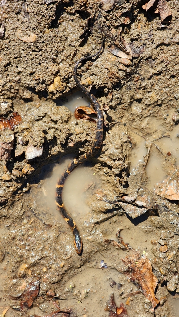 Banded Watersnake in October 2023 by Quentin Fairchild · iNaturalist