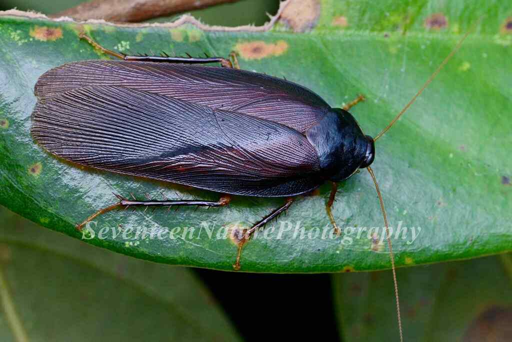 Giant Cockroaches from 中国福建省南平市建阳区 on October 3, 2023 at 10:08 PM by 石柒 ...