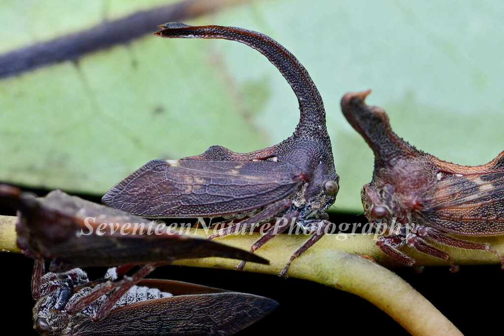 Horseshoe-shaped Treehopper in October 2023 by Shi Qi · iNaturalist
