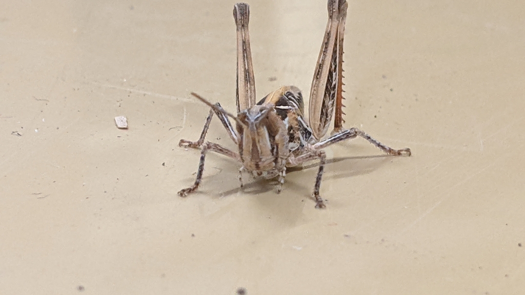 Australian Plague Locust from Elsmore NSW 2360, Australia on October 18 ...