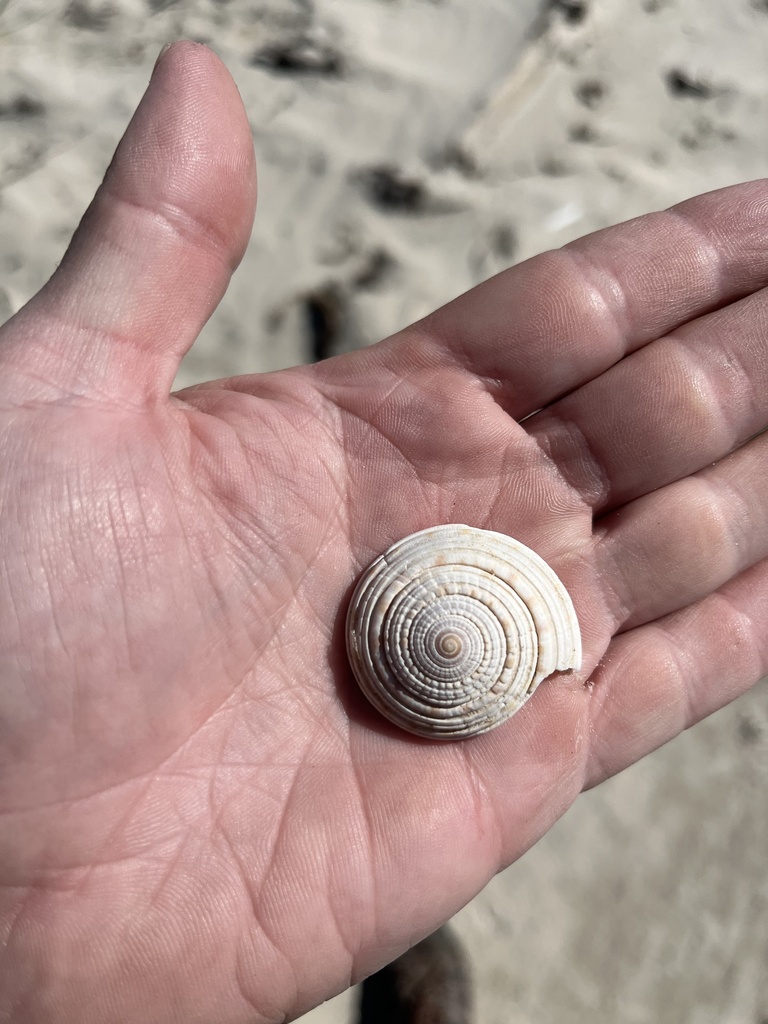 Common Sundial from Aransas National Wildlife Refuge, TX, US on October ...