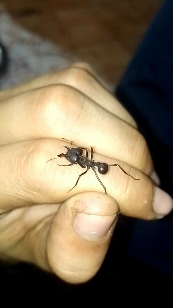 Atta robusta in September 2023 by Maycon Souza · iNaturalist