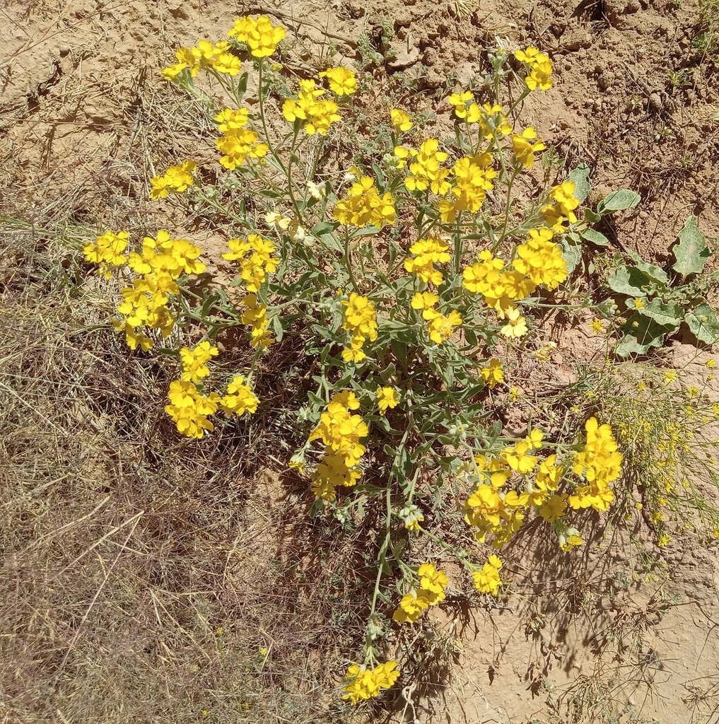 woolly paperflower from Malaga, NM 88263, USA on October 17, 2023 at 10 ...