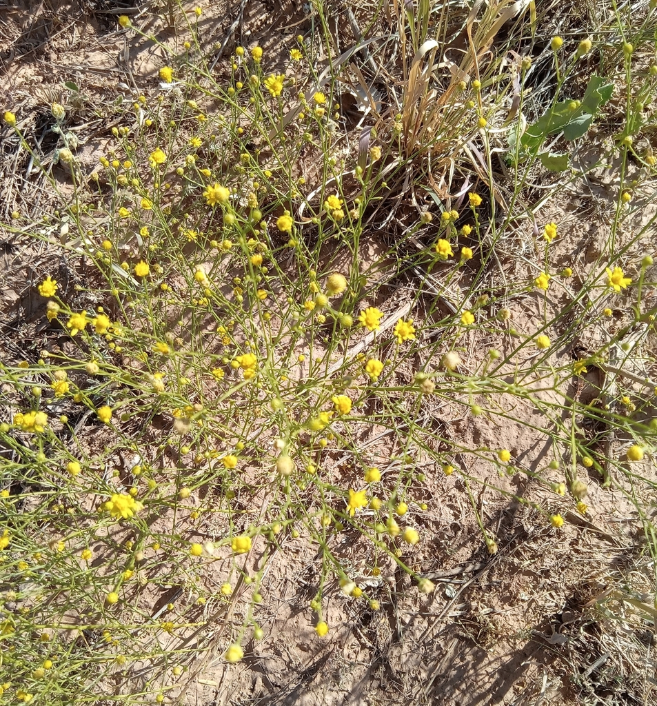 prairie broomweed from Malaga, NM 88263, USA on October 17, 2023 at 09: ...