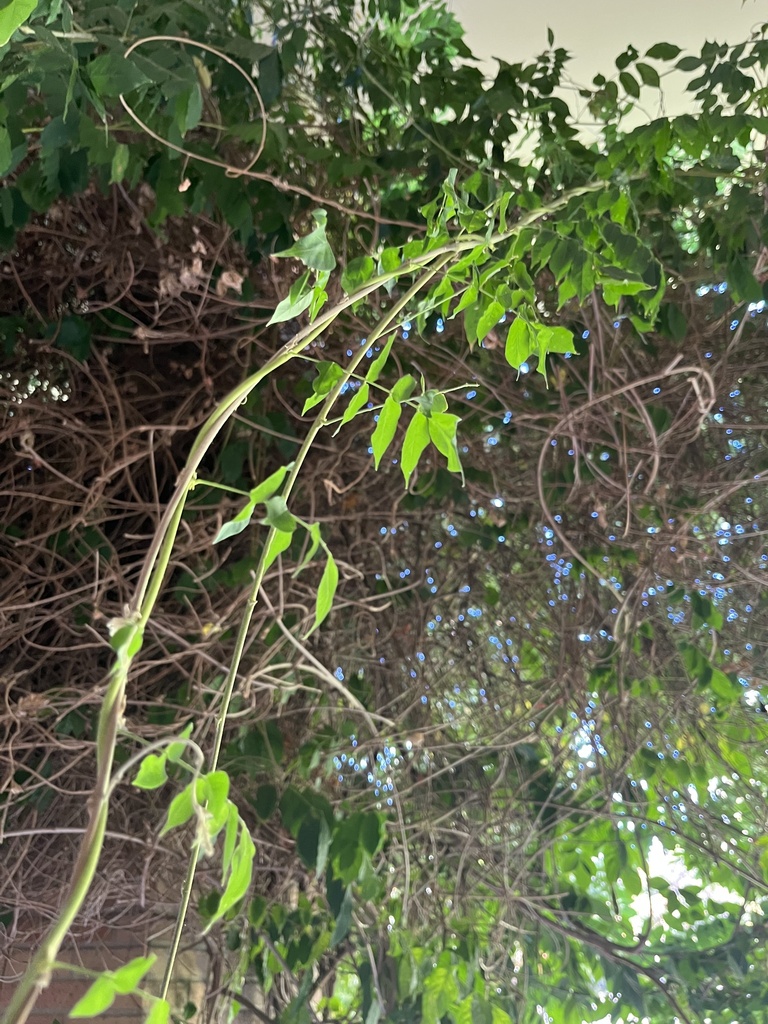 American trumpet vine from UC Riverside, Riverside, CA, US on October ...