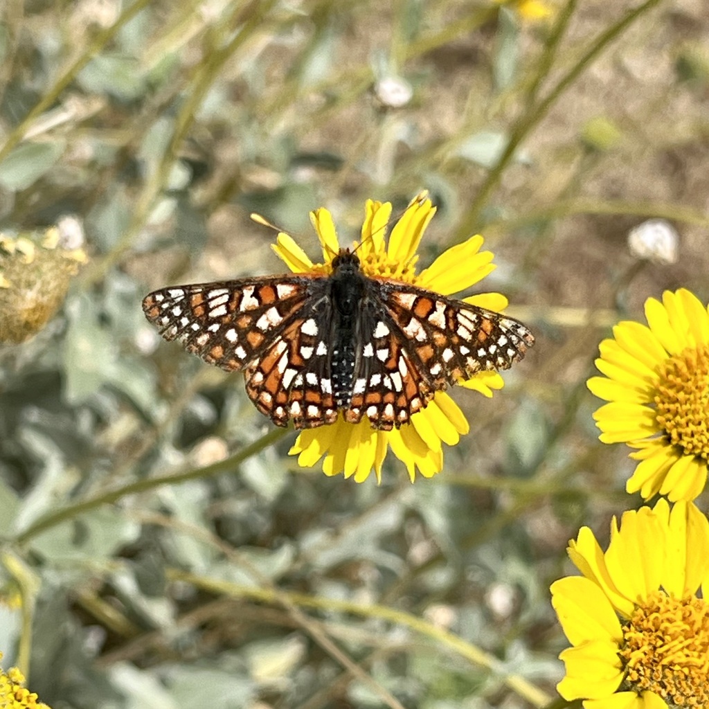 Rock Corral Checkerspot from San Bernardino County, CA, USA on October ...