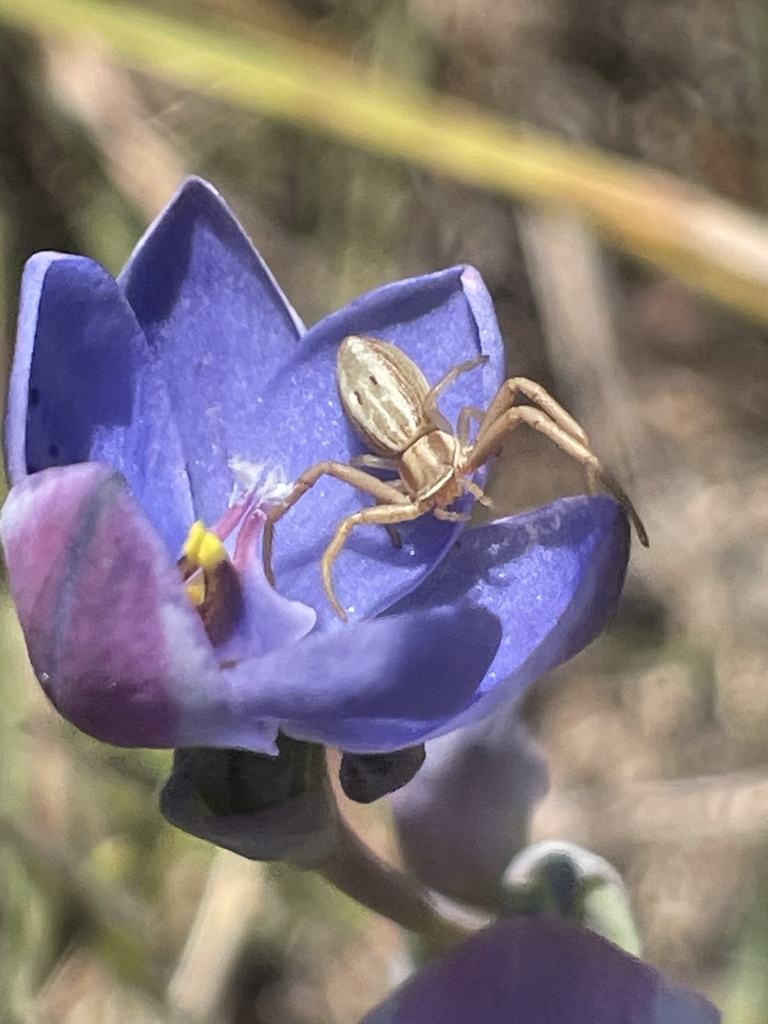 Pointy Runcinia in October 2023 by Andrea Dunkley · iNaturalist