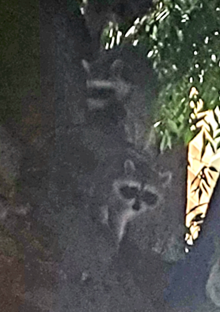 Common Raccoon from Pierce Hall, Riverside, CA 92507, USA on October 17 ...
