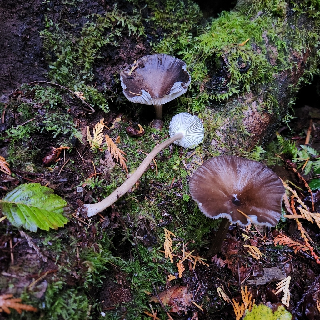 Gerronema atrialbum from Clinton, WA 98236, USA on October 17, 2023 at ...