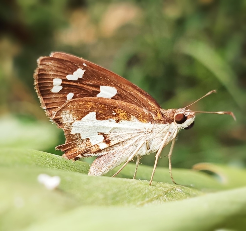 Grass Demon from 9XR5+7X9, Pakuria, West Bengal 711312, India on ...