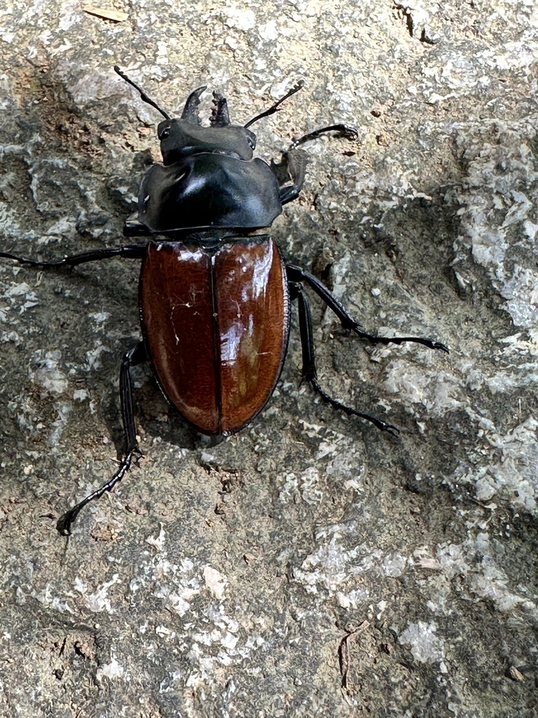 Neolucanus swinhoei from 陽明山國家公園, 士林區, TPE, TW on October 18, 2023 at ...