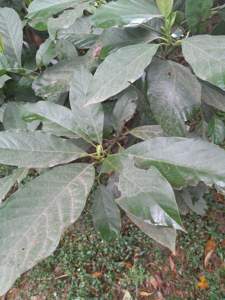 Avocado from Upper Kangaroo Valley NSW 2577, Australia on October 18 ...
