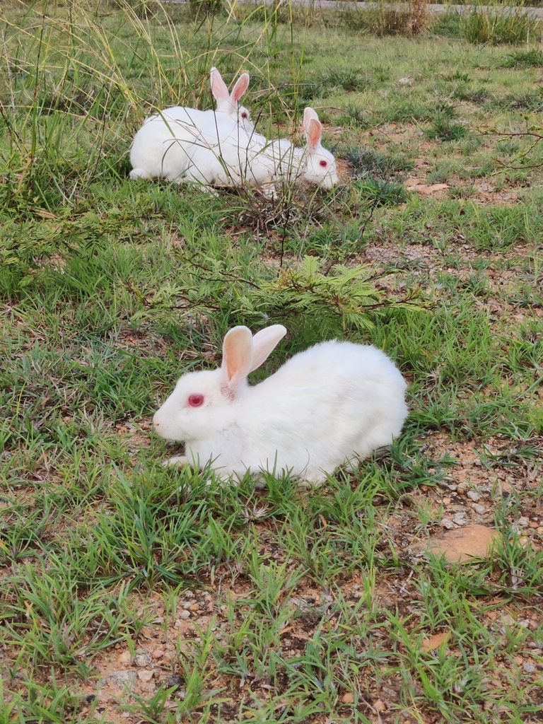 Hares and Rabbits from Nadanahalli, Karnataka, India on July 9, 2023 at ...