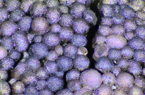 Genus Paradiachea · iNaturalist