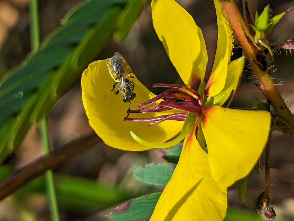 Honey Bees, Bumble Bees, and Allies from Hermitage, TN 37076, USA on ...