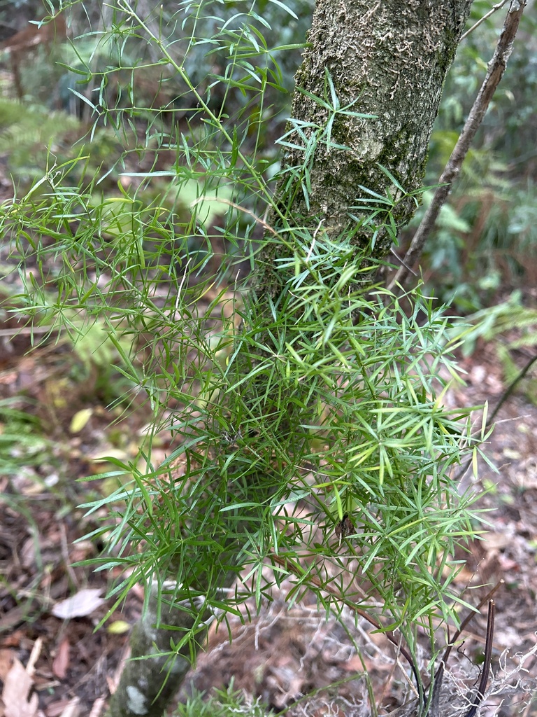 African Asparagus from Landsborough, QLD, AU on October 18, 2023 at 09: ...