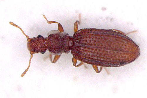 Subgénero Dienerella · NaturaLista Colombia