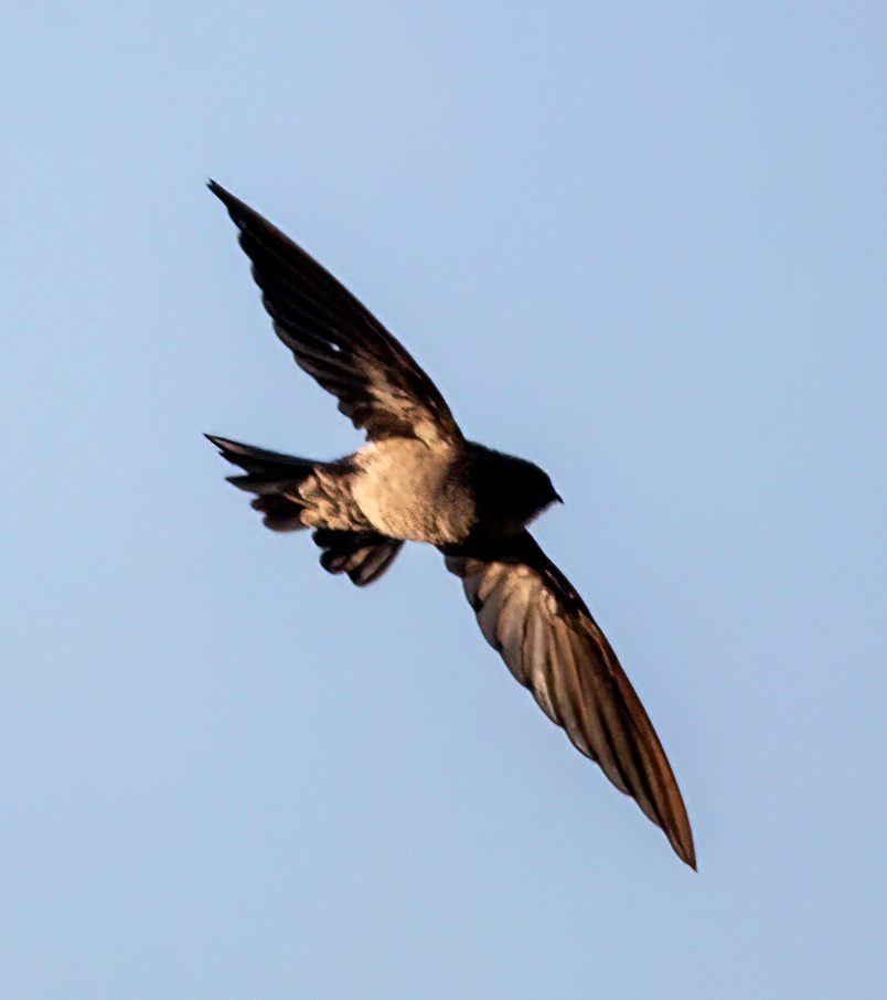 Cave Swiftlet from East Lombok Regency, West Nusa Tenggara, Indonesia ...
