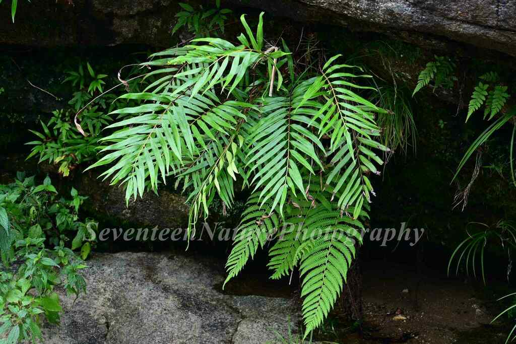 Polypodiales from 中国福建省南平市武夷山市 on October 4, 2023 at 02:15 PM by 石柒 ...