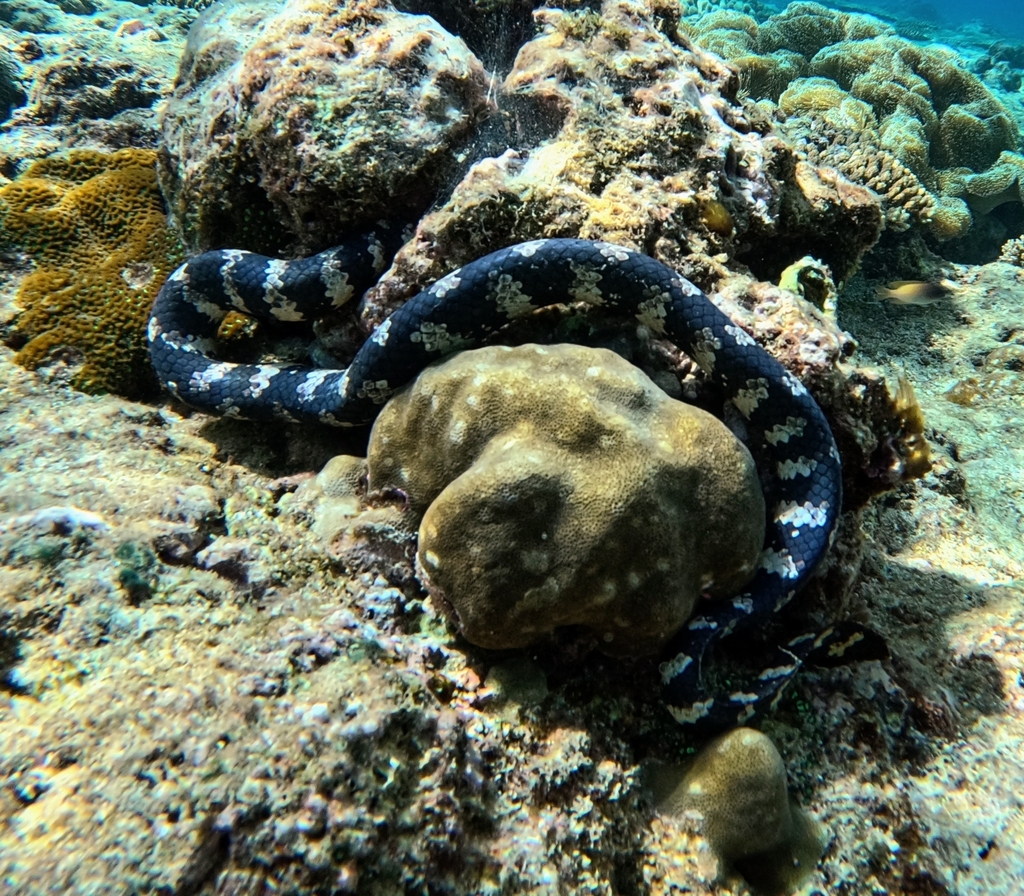 Ijima's Sea Snake from 1-722 Miyagi, Chatan, Nakagami District, Okinawa ...