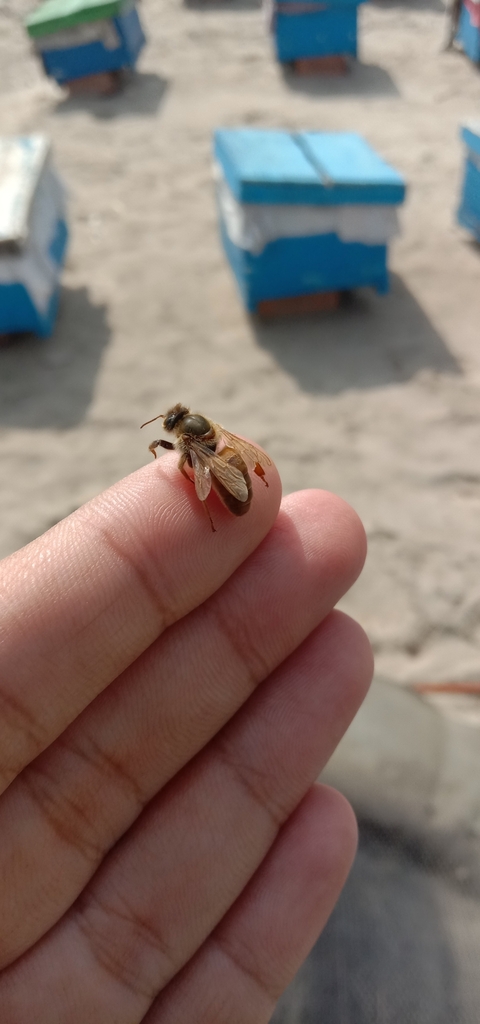 Western Honey Bee from X2Q4+85W, Bogara, Karak, Khyber Pakhtunkhwa ...