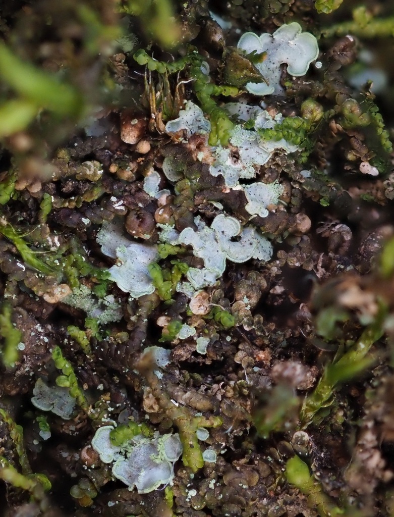 Elf Ears lichen from Gradinje, Croatia on October 11, 2023 at 01:03 PM ...