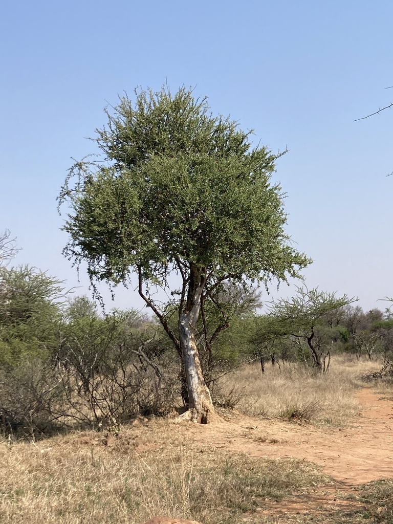 Shepherds tree from Dinokeng Game Reserve, City Of Tshwane, GP, ZA on ...
