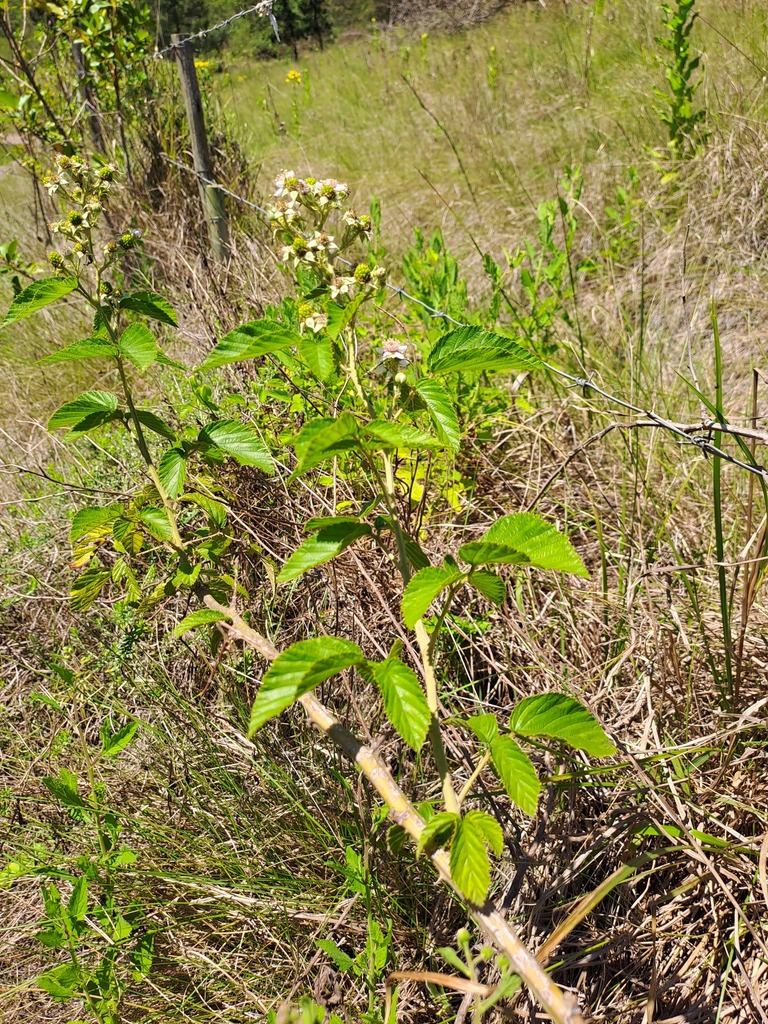 sand blackberry from Pinetown Rural, Clifton Canyon, 3610, South Africa ...