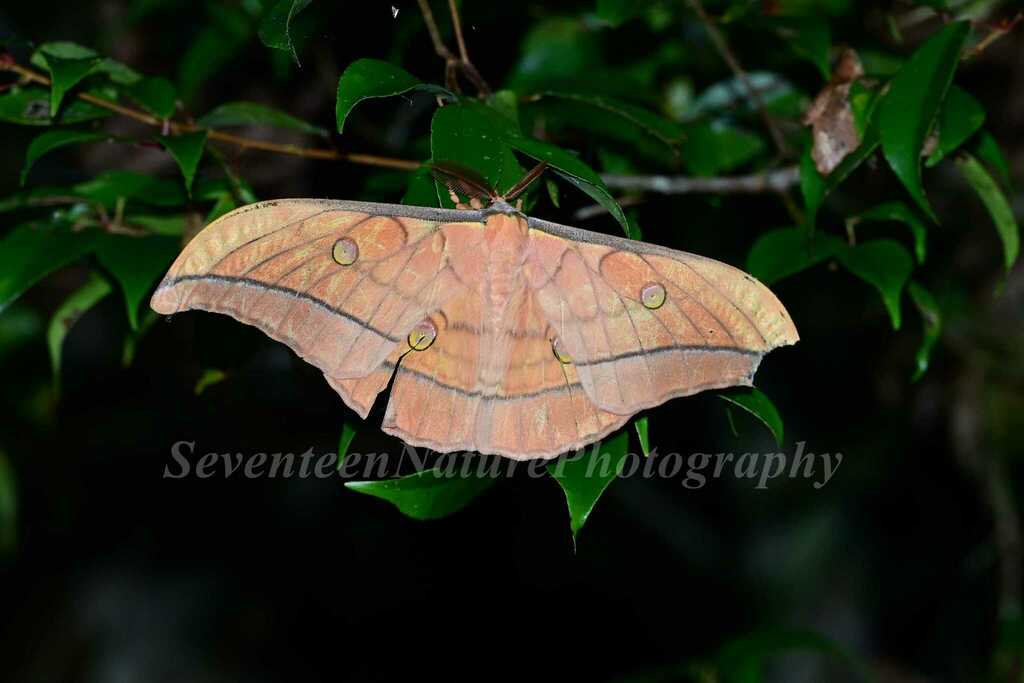 Japanese Silk Moth from 中国福建省南平市武夷山市 on October 4, 2023 at 11:00 PM by ...