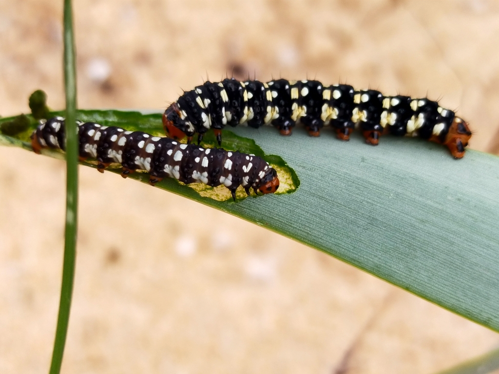 Lily Borer from 2560 Silveira, Portugal on October 18, 2023 at 03:31 PM ...