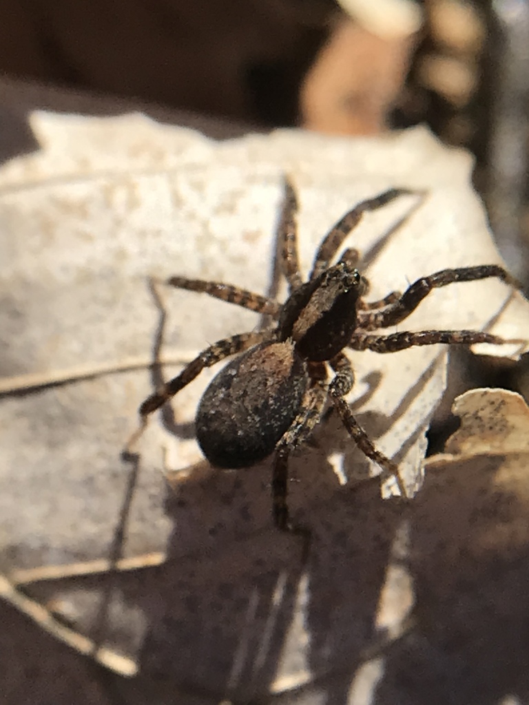 Brush-legged Split Wolf Spider from 23901, Farmville, VA, US on March ...