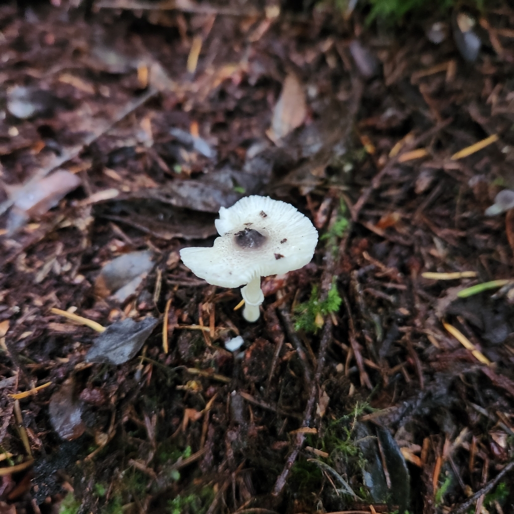 Skullcap Dapperling from Clinton, WA 98236, USA on October 17, 2023 at ...