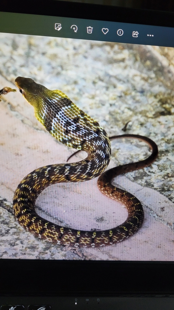 Big-eyed Bamboo Snake from HF2H+RW9, Ban Luang, Chom Thong District ...