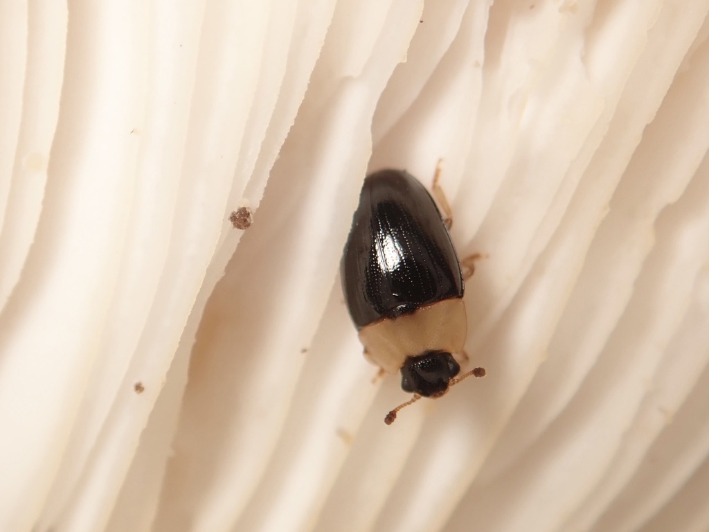 Triplax sibirica connectens in October 2023 by 栗鼠 · iNaturalist