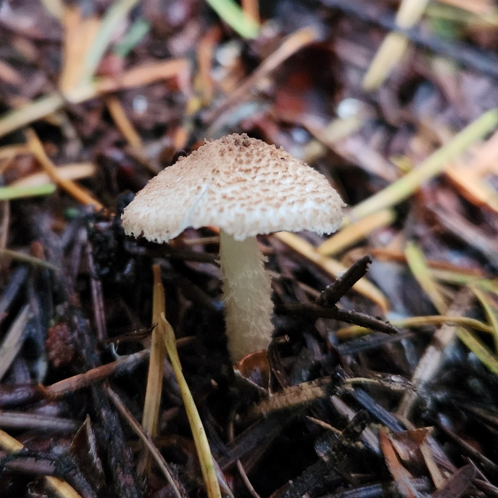 Cystolepiota from Clinton, WA 98236, USA on October 17, 2023 at 05:10 ...