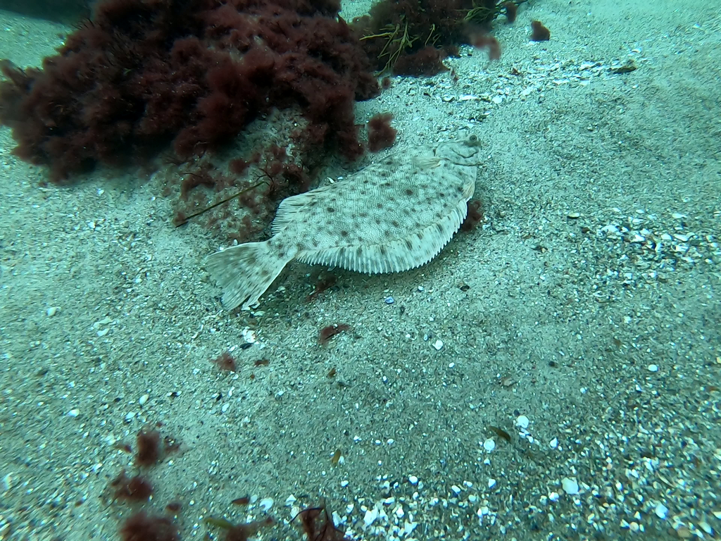 Winter Flounder from Lunenburg, CA-NS, CA on October 14, 2023 at 01:43 ...