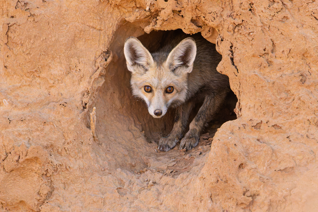 Arabian Red Fox from Azraq Sub-District, Jordan on October 18, 2023 at ...