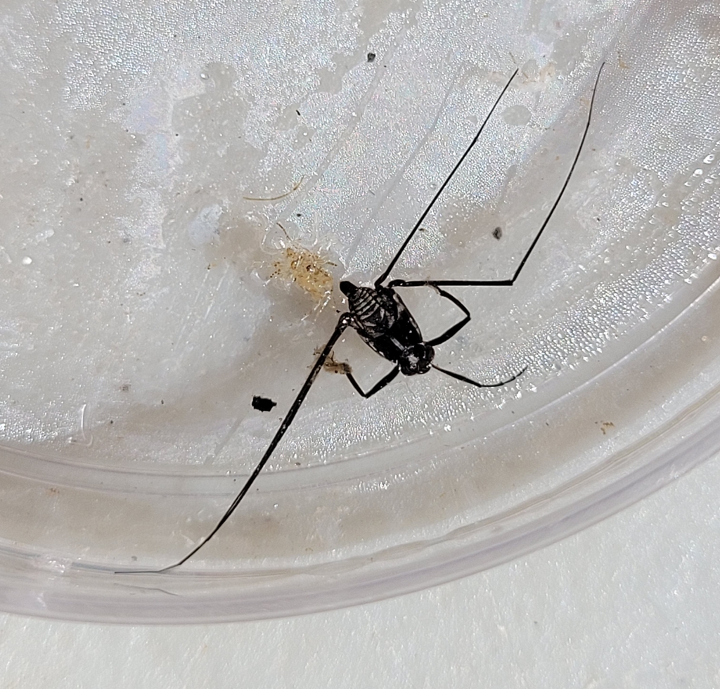 Metrobates hesperius from XM68+CV Park with fort, Broomall, PA 19083 ...