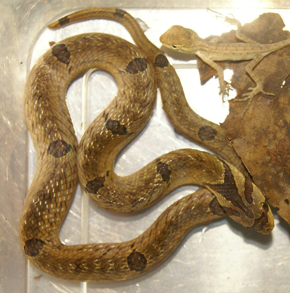 Small-banded Kukri Snake from Tân Hòa, Tân Thành, Ba Ria - Vung Tau ...