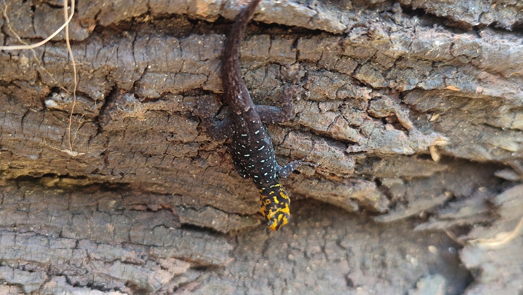 Shieldhead Gecko from Guayaquil, EC-GU, EC on October 18, 2023 at 12:21 ...